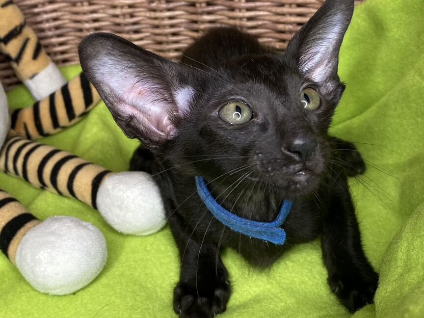 Ориентальные котята в экстрим и современном типе