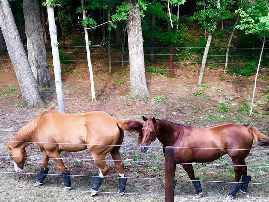 Электропастух для мясных крс