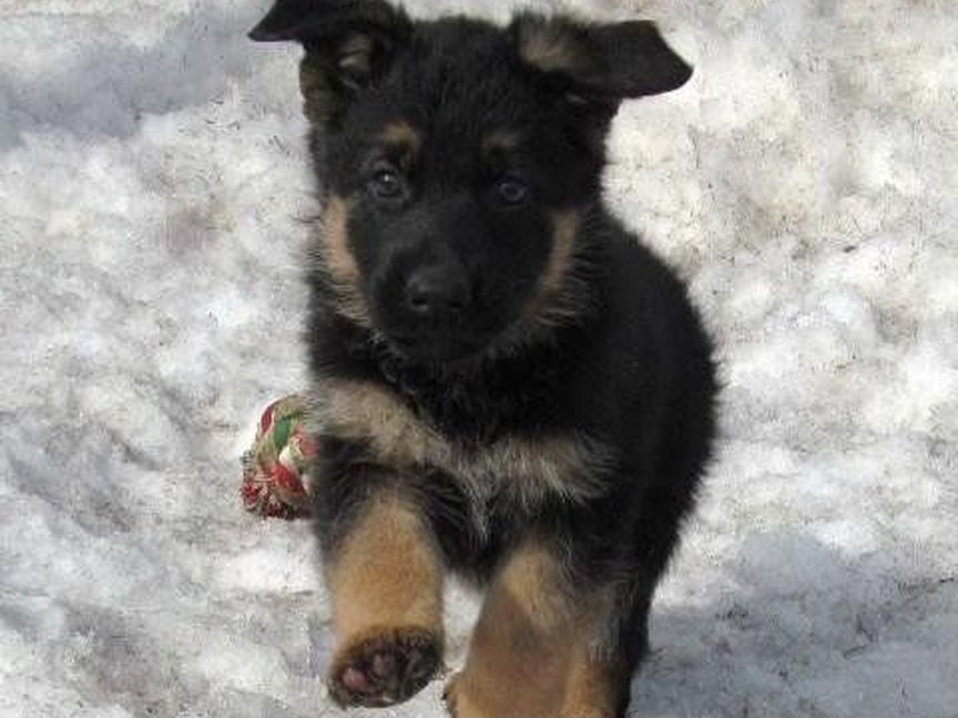 Щенки -овчарки