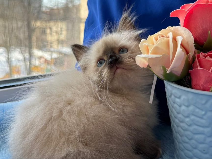 Невский котёнок-котик