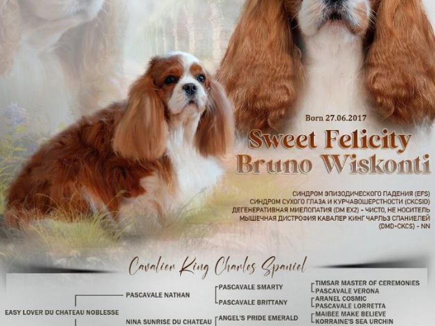 Кинг чарльз спаниель вязка