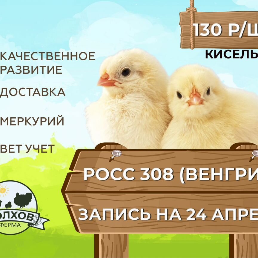 Цыплята бройлеры суточные доставка Кисельня
