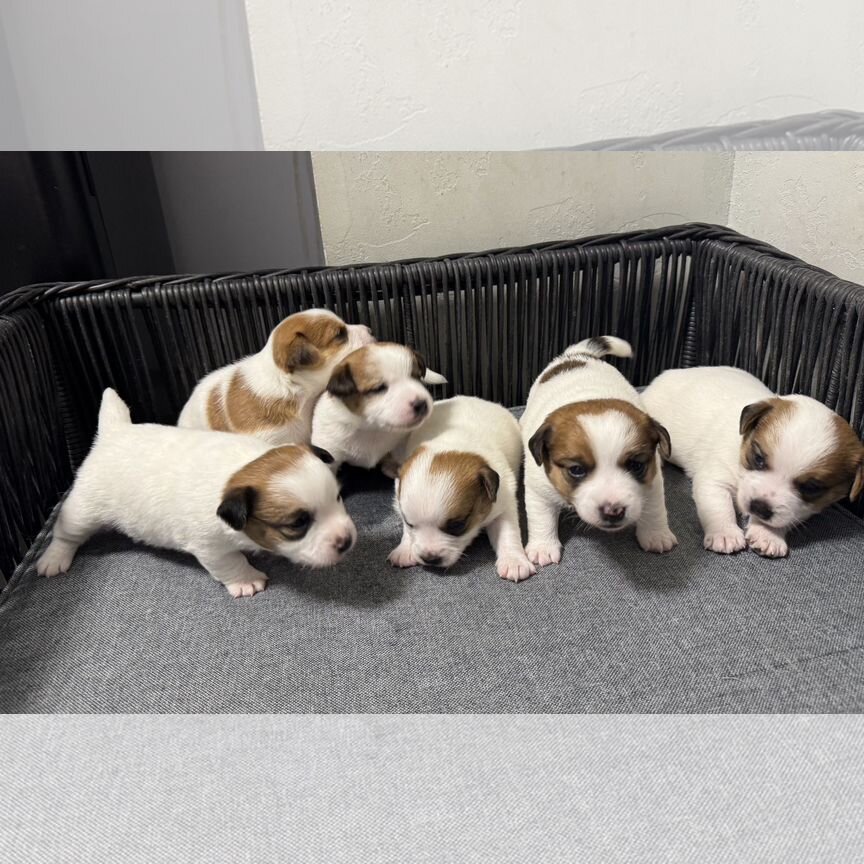 Джек-рассел-терьер, щенок