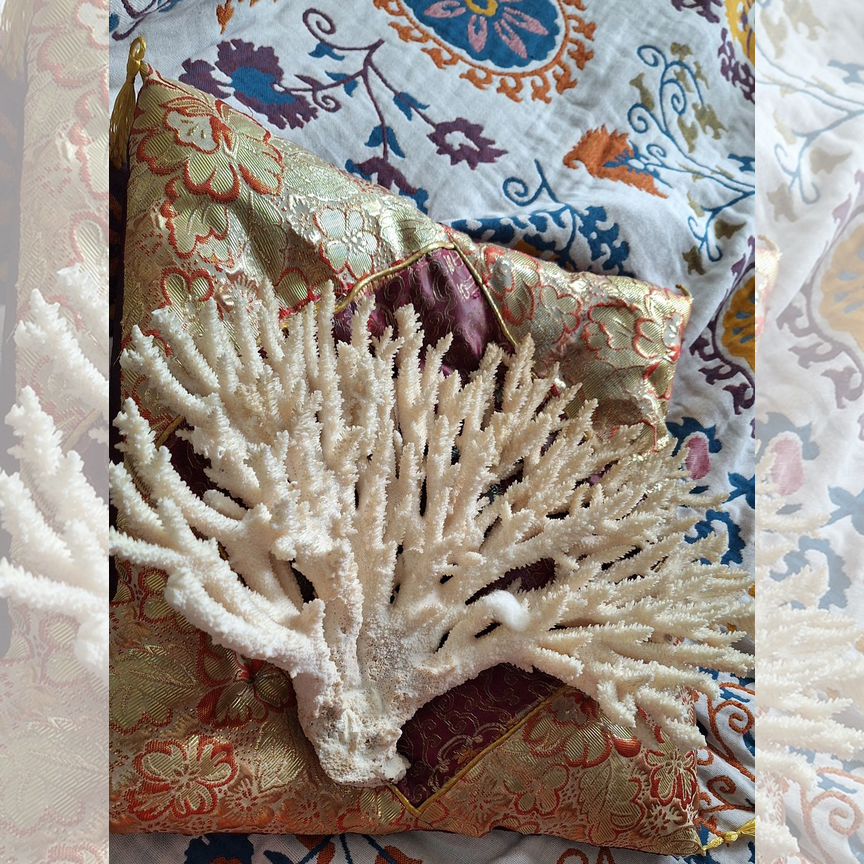 Морской коралл большой