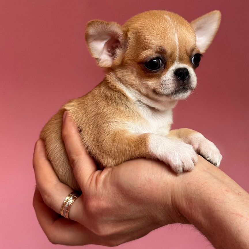 Чихуахуа, щенок