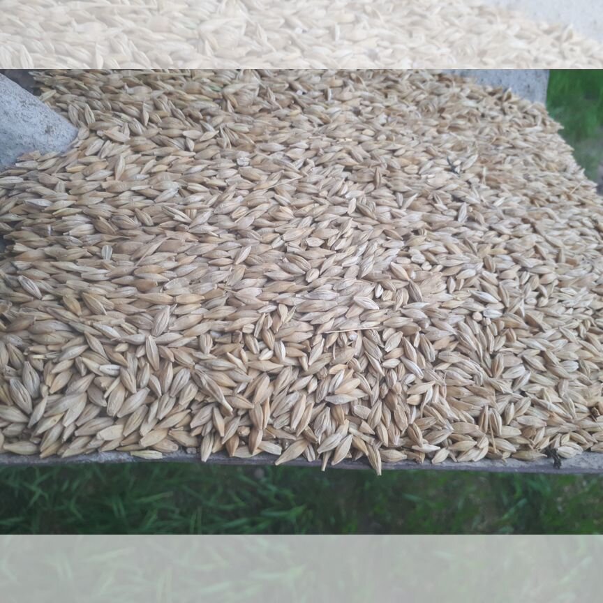 Ячмень яровый