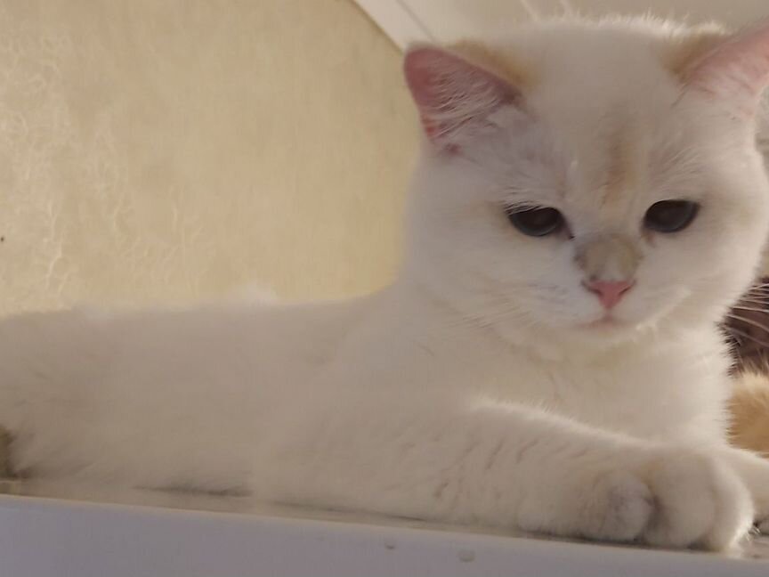 Котик Айсик