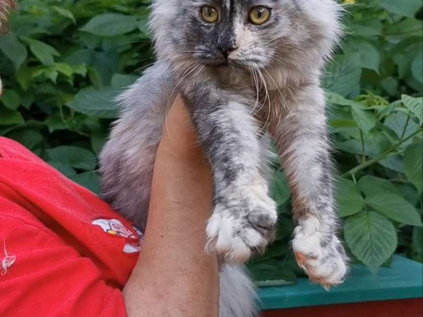 Котята мейн-кун