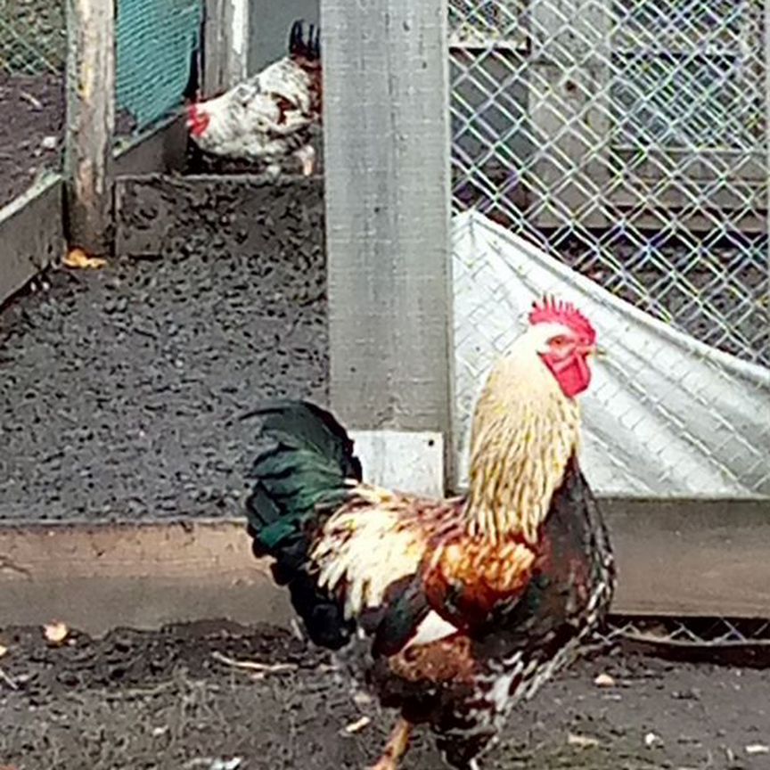 Петухи домашние молодые на племя