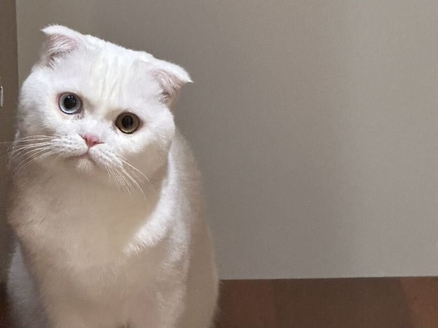 Помесь шотландец+Британец вязка