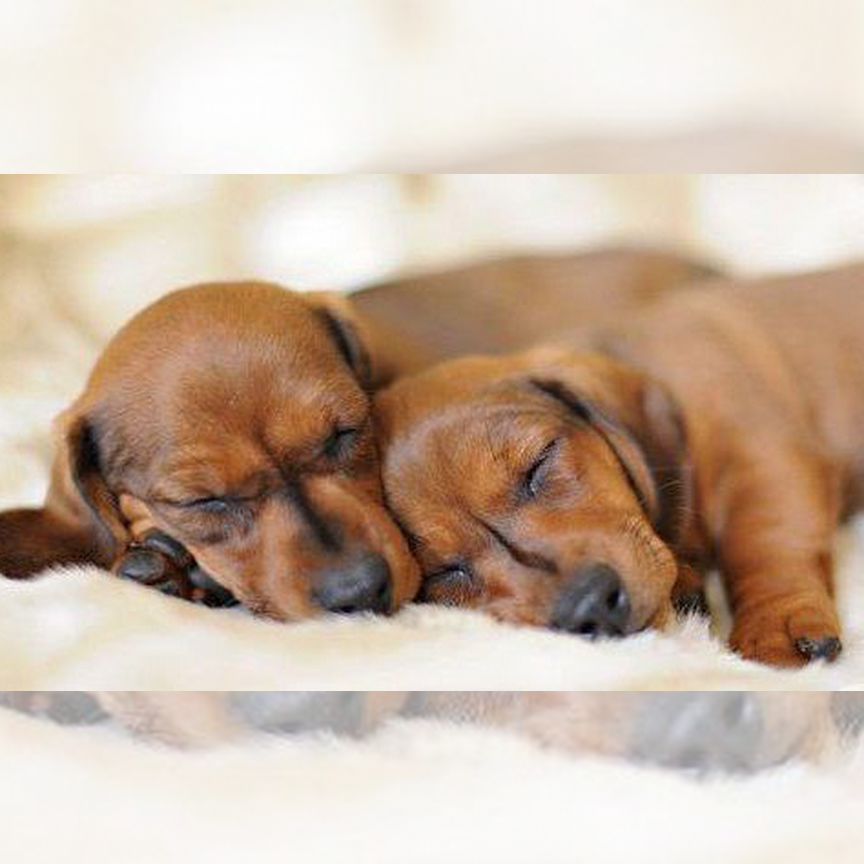 Карликовая такса, щенок