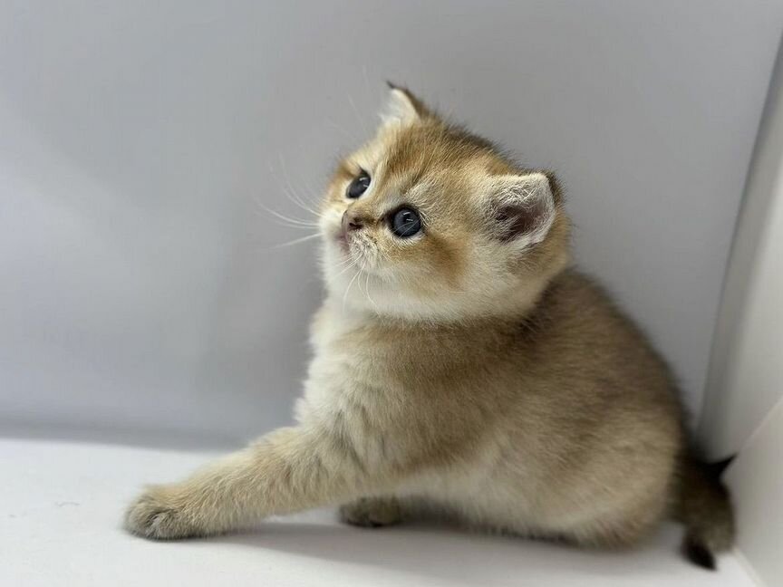 Золотые котята