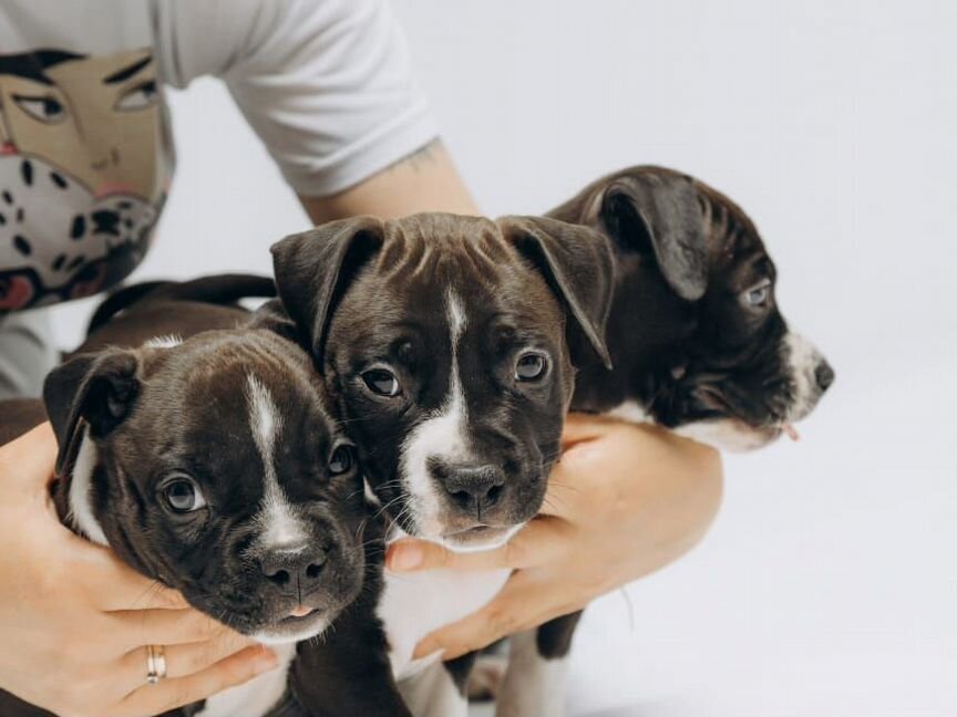 Стаффордширский терьер с документами Продам