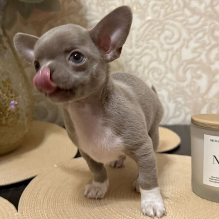 Чихуахуа девочка для обожания