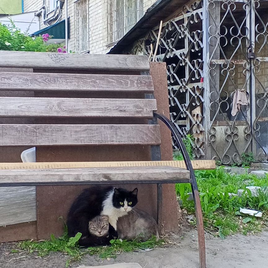 Ищет дом кошка