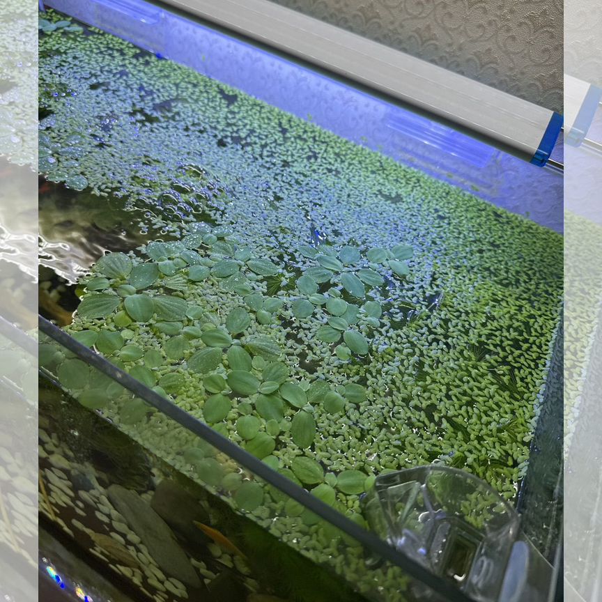 Растения для аквариума прополка