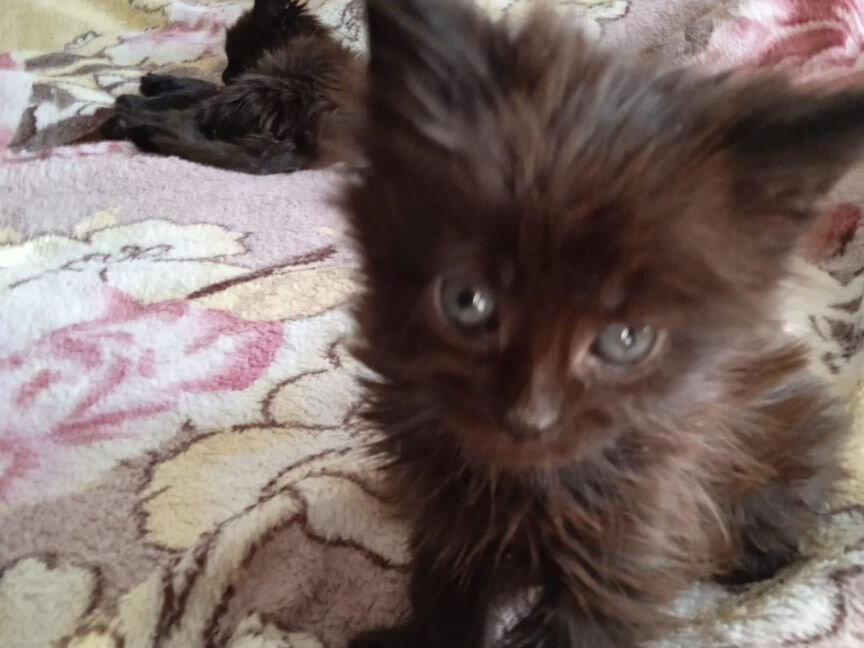 Котята мейн-кун