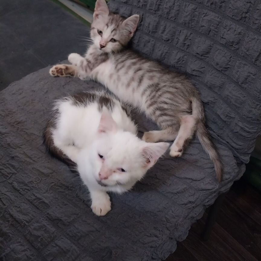 Кошка