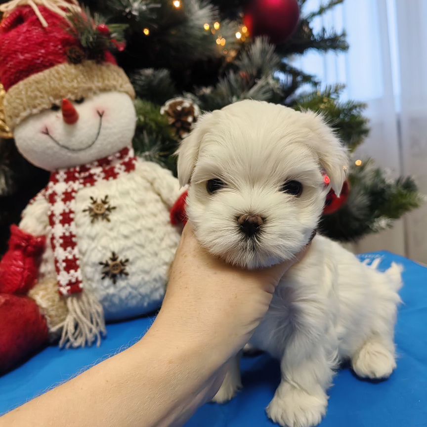 Два мальчика мальтезе