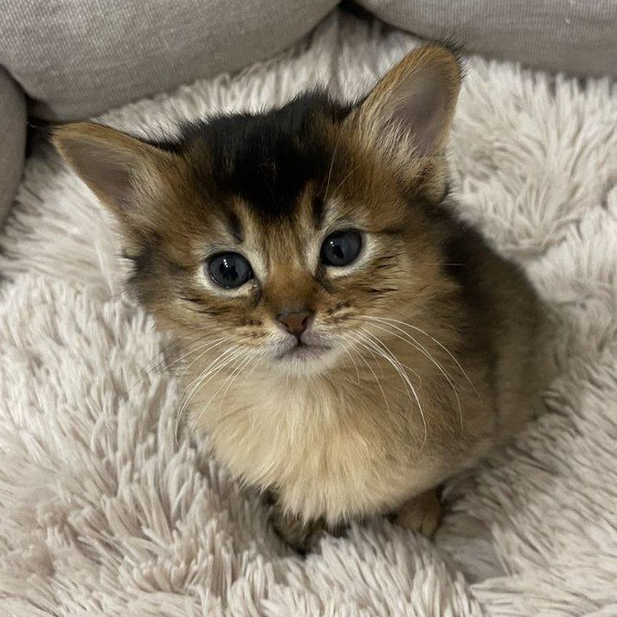 Абиссинский котёнок