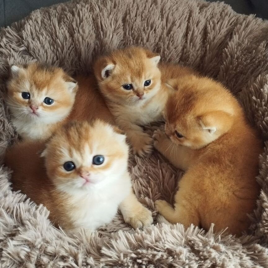 Шотландские котята