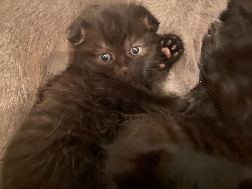 Вислоухие котята бесплатно