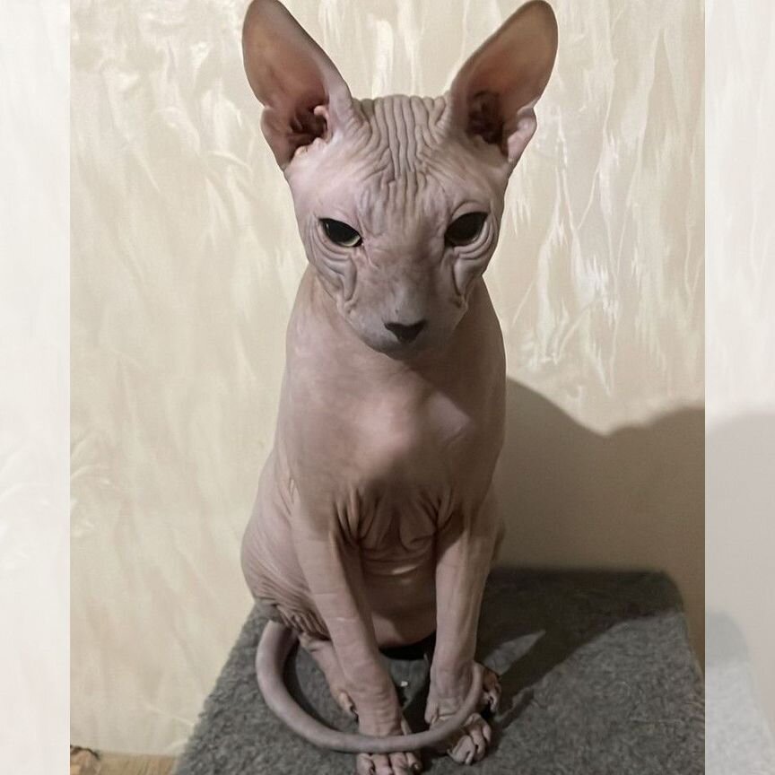 Донской сфинкс, взрослый кот