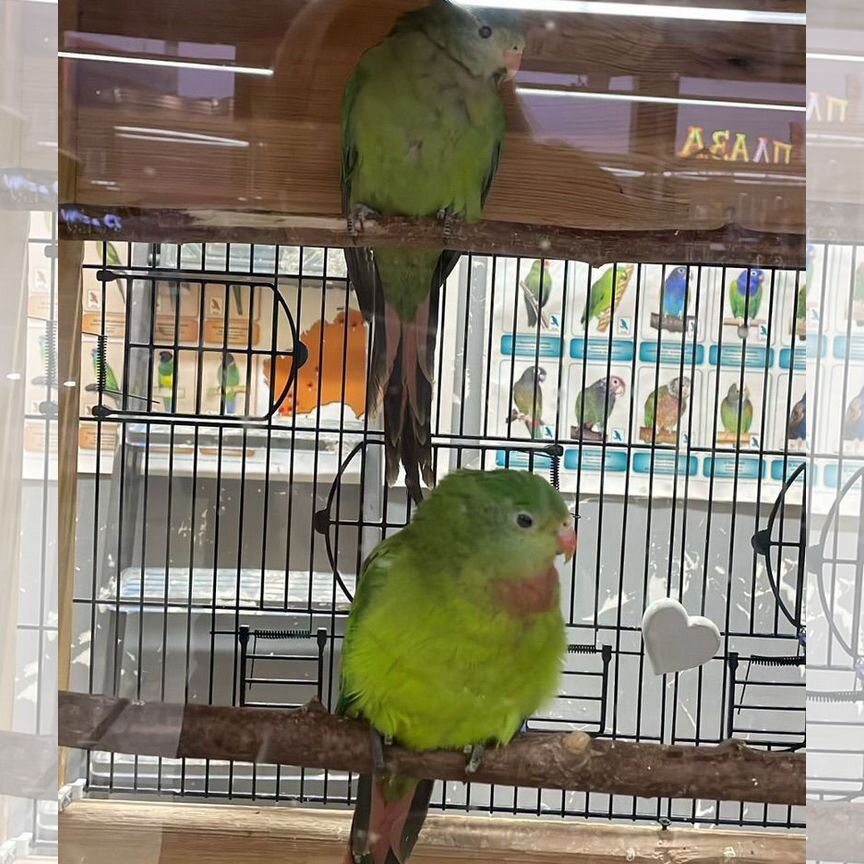 Баррабандский Попугай