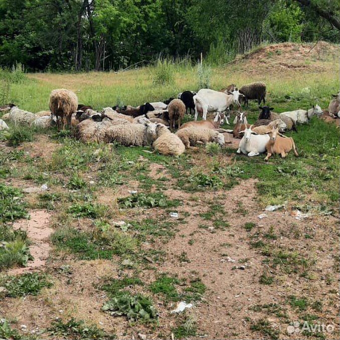 Овцы бараны на мясо