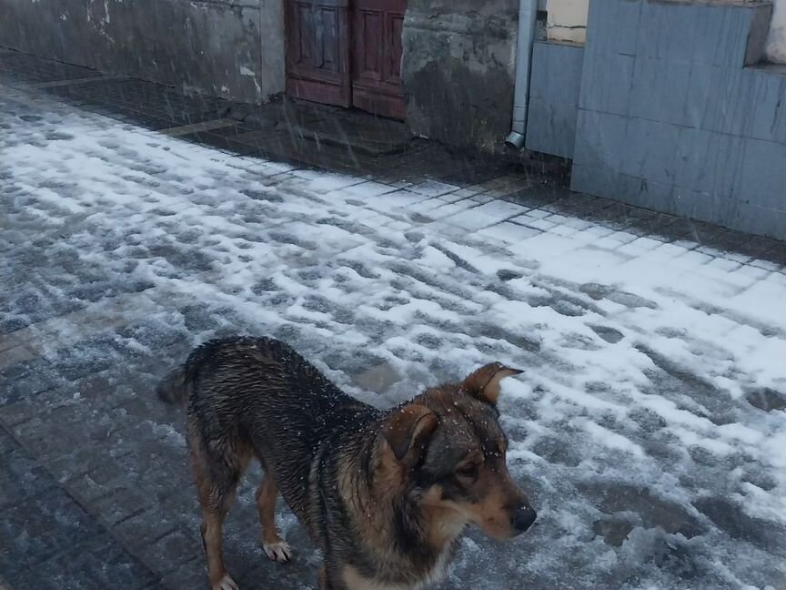 Собака в добрые руки отдам бесплатно