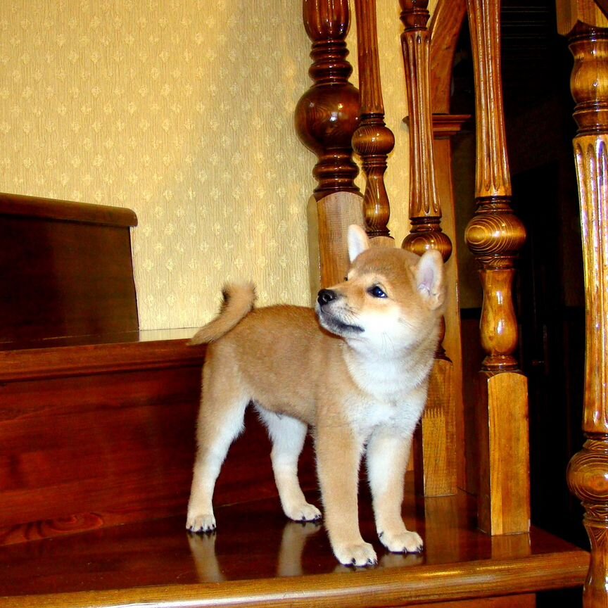 Мальчик Сиба Ину