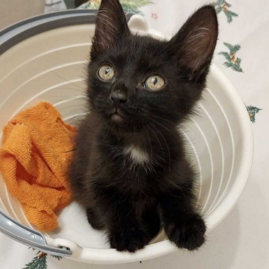 Ласковый Уголек хочет в семью