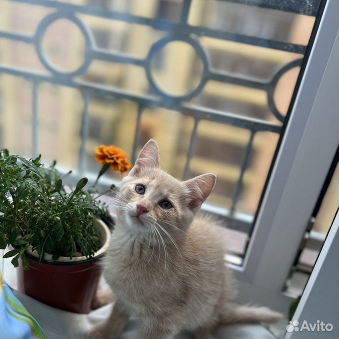 Котенок Персик в добрые руки