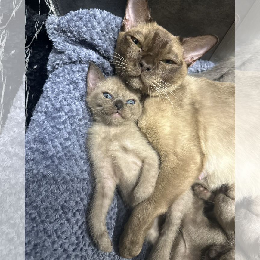 Бурманские котята