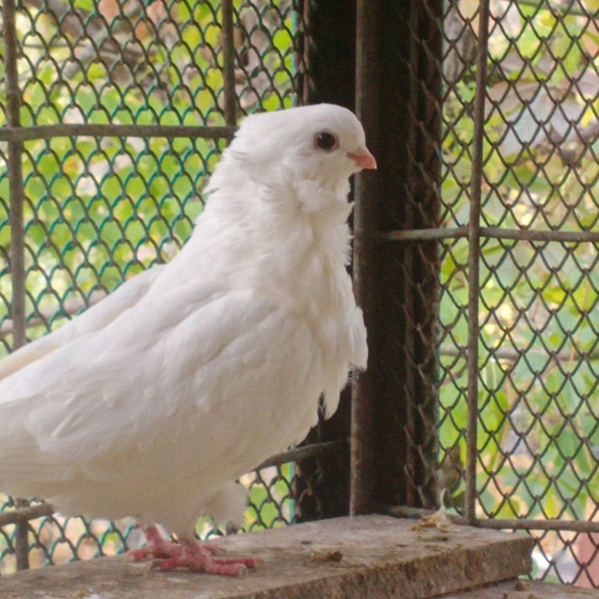 Голубка бантастая 2024г