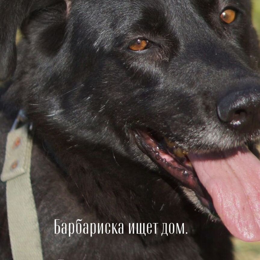 Отдам в добрые руки