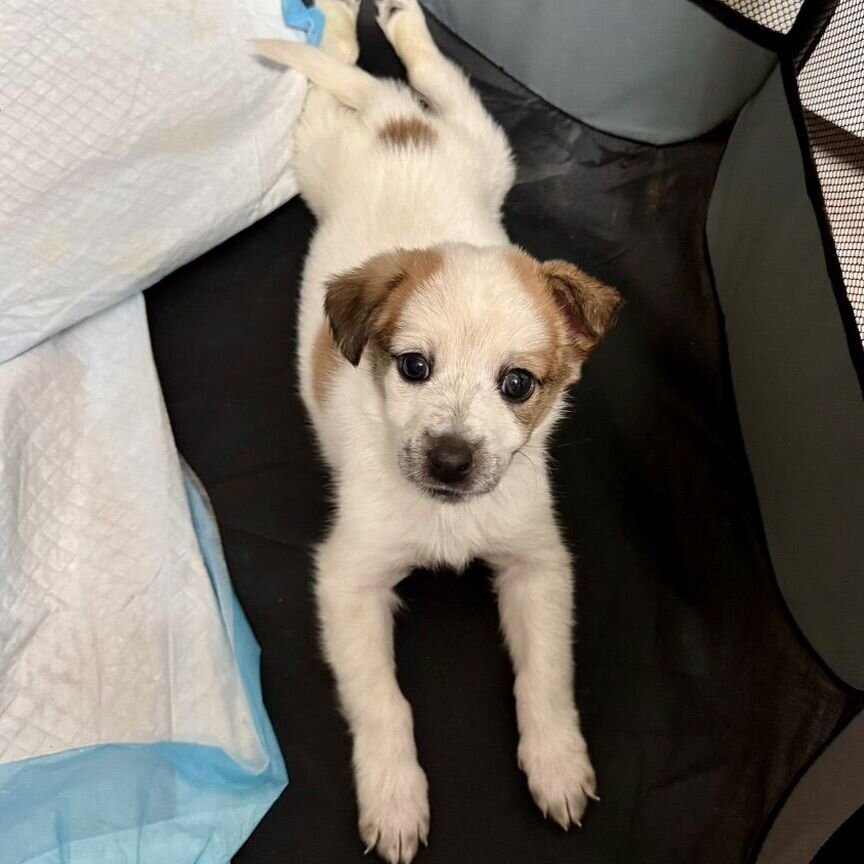 Щенок джек рассел