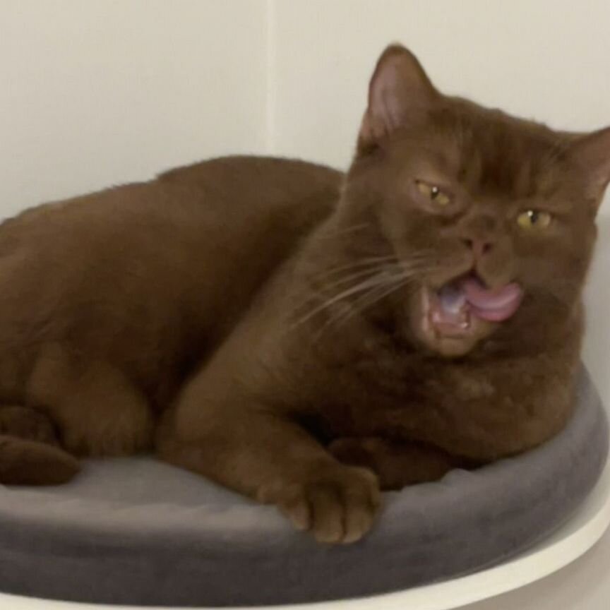 Британская кошка циннамон