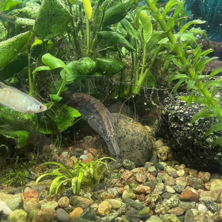 Мастацимбел