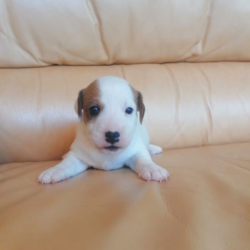 Сказочные детки Джек Рассел терьер (щенки с док)