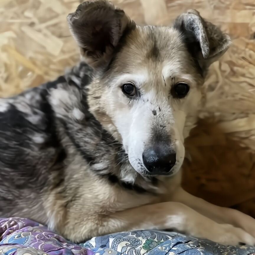 Взрослая собака в добрые руки