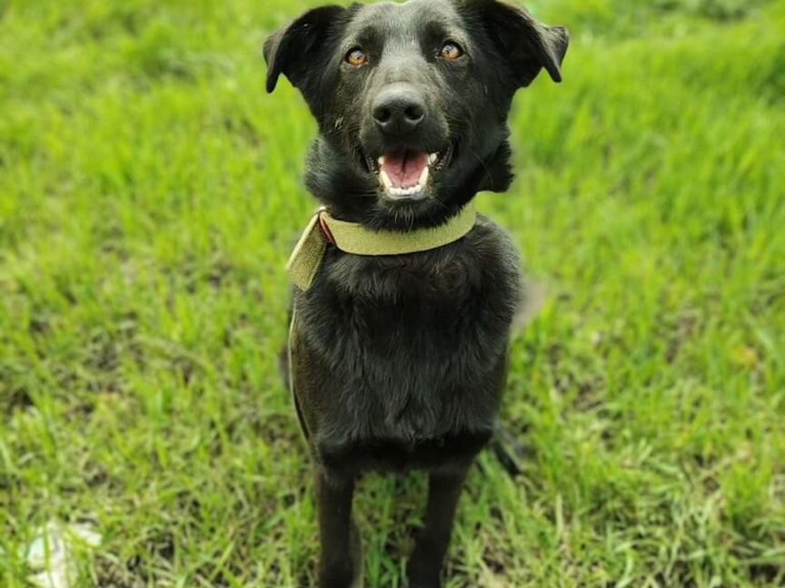 Собака в добрые руки отдам бесплатно