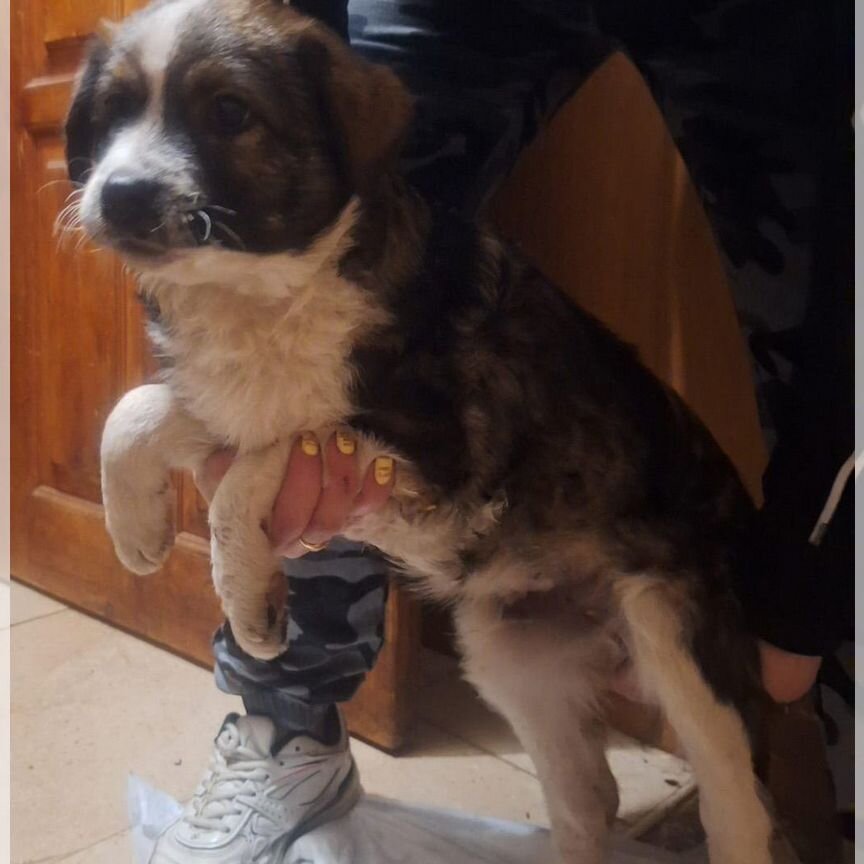 Щенок от московской сторожевой