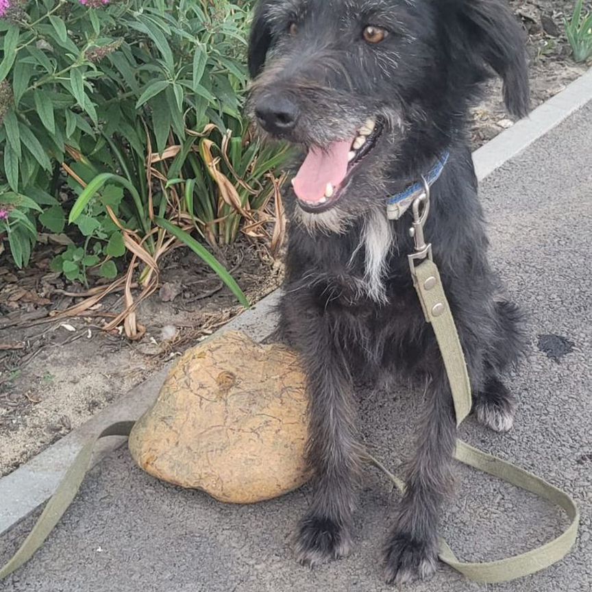 Ищет дом замечательная собачка Аська