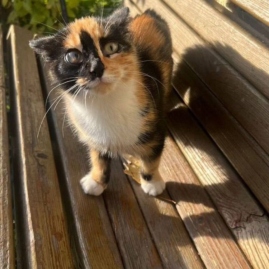 Кошка