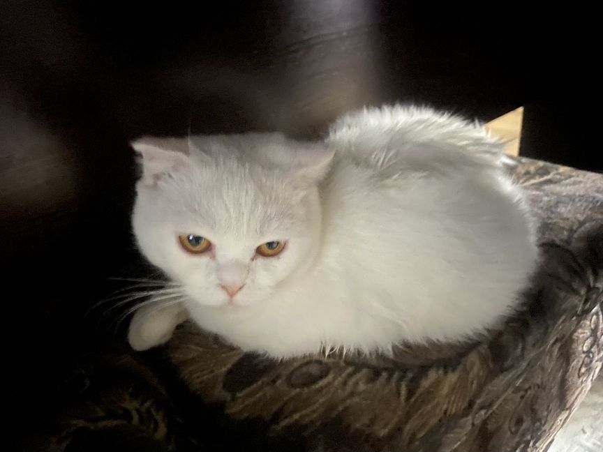 Шотладская вислоухая кошечка