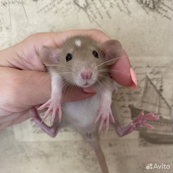 Ручные Крысята дамбо много окрасов