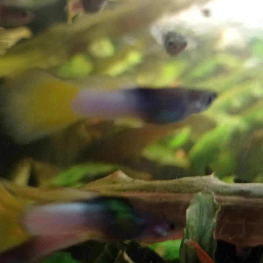 Гуппи пинг пу пчёлка 10 штук