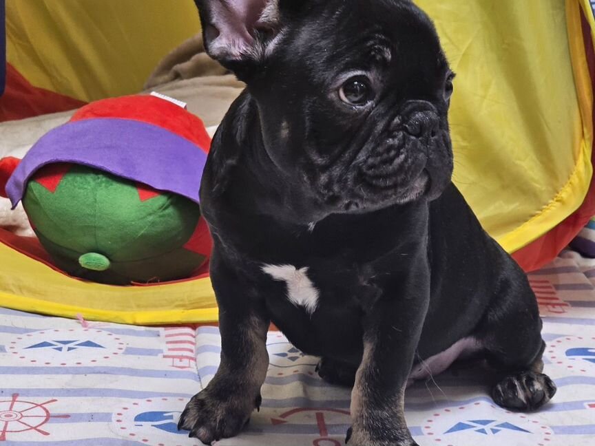 Французский бульдог щенок