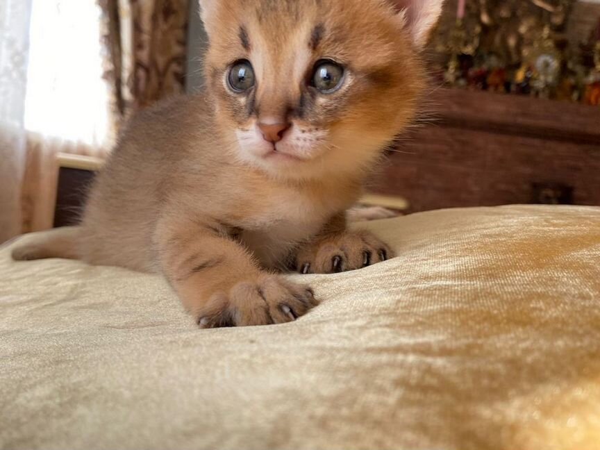 Котята чаузи ф1